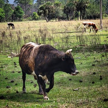Florida Cracker Cattle stock photo. Image of field, sheep - 261387162