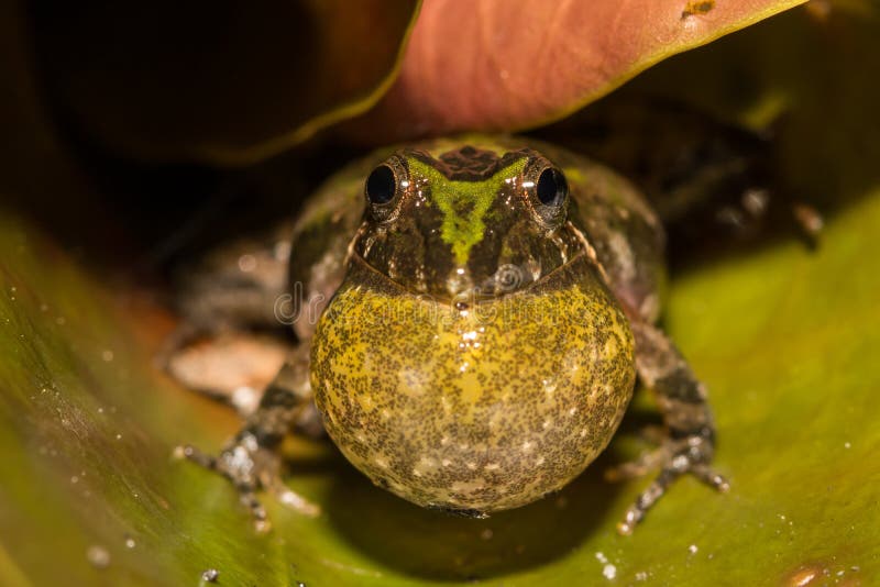 Florida Cricket Frog stock photo. Image of green, beauty - 90295316