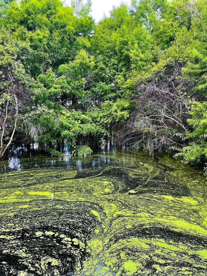 Algae Growing in Swamp in Florida Stock Photo - Image of aquatic, moss ...