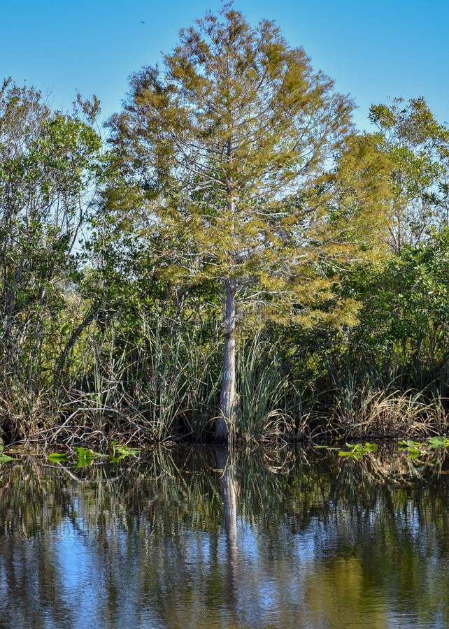 Florida Cypress Tree in Marsh Stock Image - Image of beautiful, middle ...
