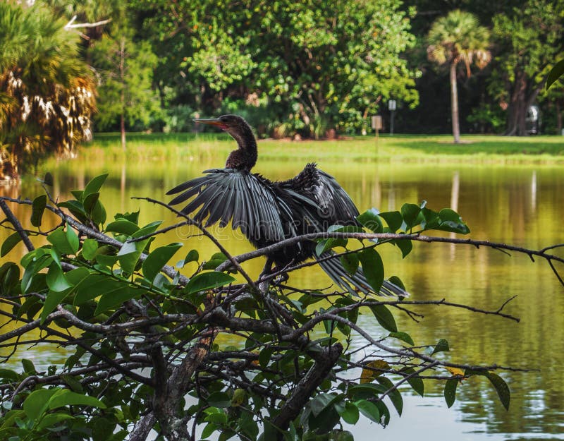 Florida Duck on a Tree in a Public Park Stock Image - Image of wild ...