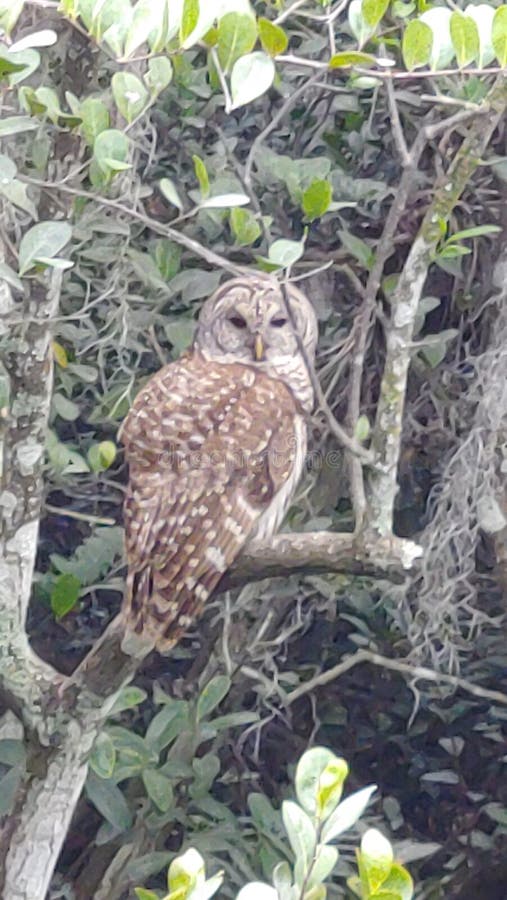 Florida Everglades Bard Owl Stock Photo - Image of branch, wildlife ...