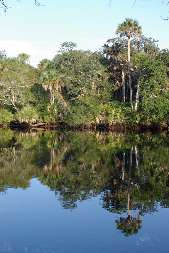 Florida Everglades Shoreline Stock Photo - Image of nature, waterway ...