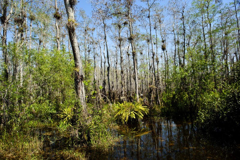 Florida Everglades stock photo. Image of lake, florida - 47995916