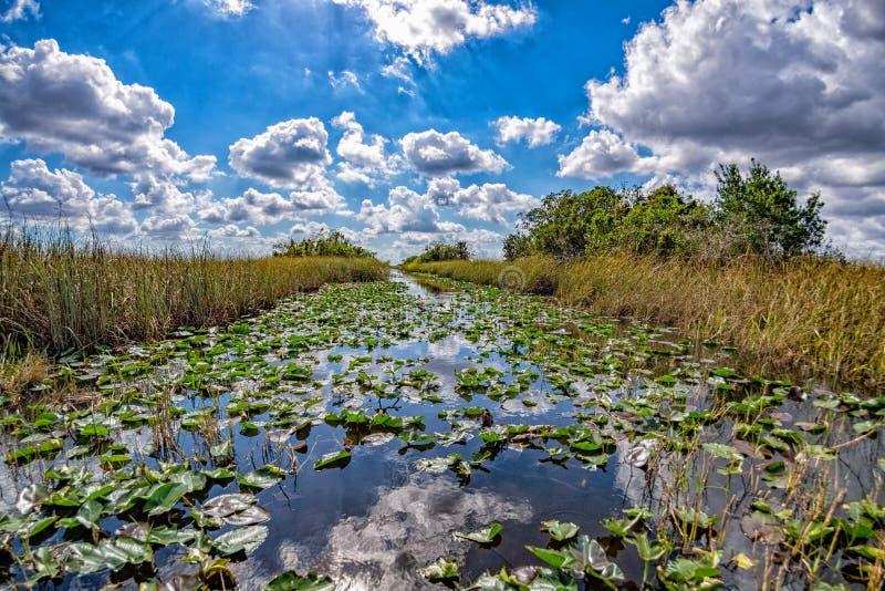 5,051 Everglades Background Stock Photos - Free & Royalty-Free Stock ...