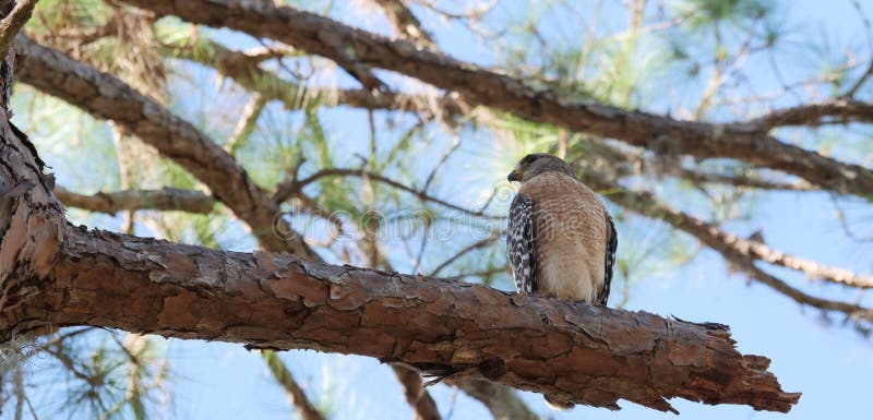 Florida falcon portrait stock image. Image of camouflage - 203639879
