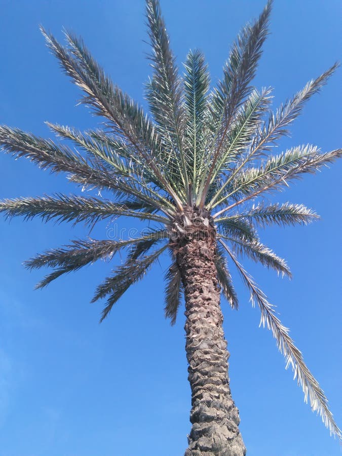 Florida favorite tree stock image. Image of florida, tree - 80236867