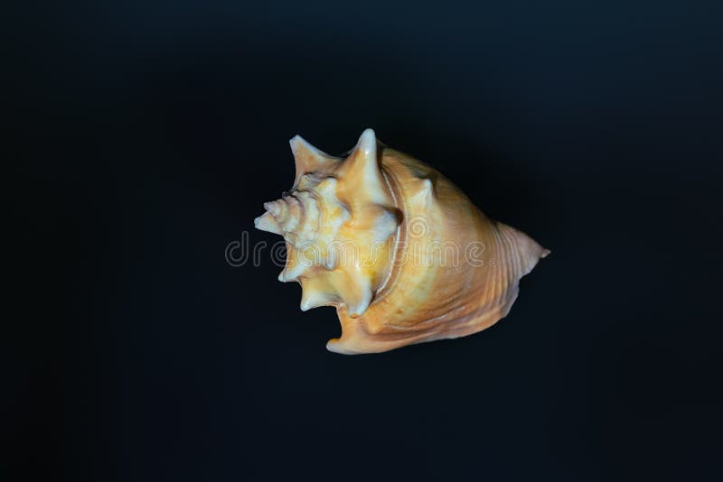 Florida Fighting Conch Shell - Seashell Stock Photo - Image of mollusk ...