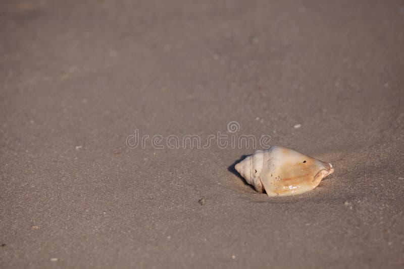 Florida Fighting Conch Strombus Alatus Shell Stock Photo - Image of ...