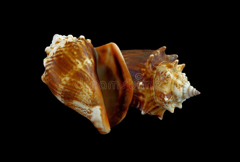 Florida Fighting Conch Shell Stock Photo - Image of florida, hold: 86249224