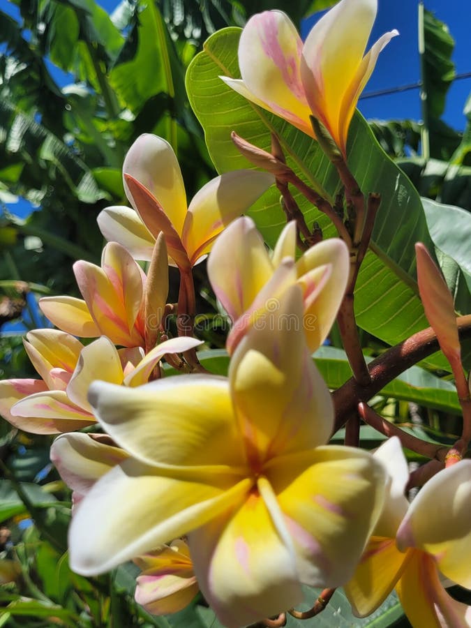 Florida flowers frangipani stock photo. Image of yellow - 254656396