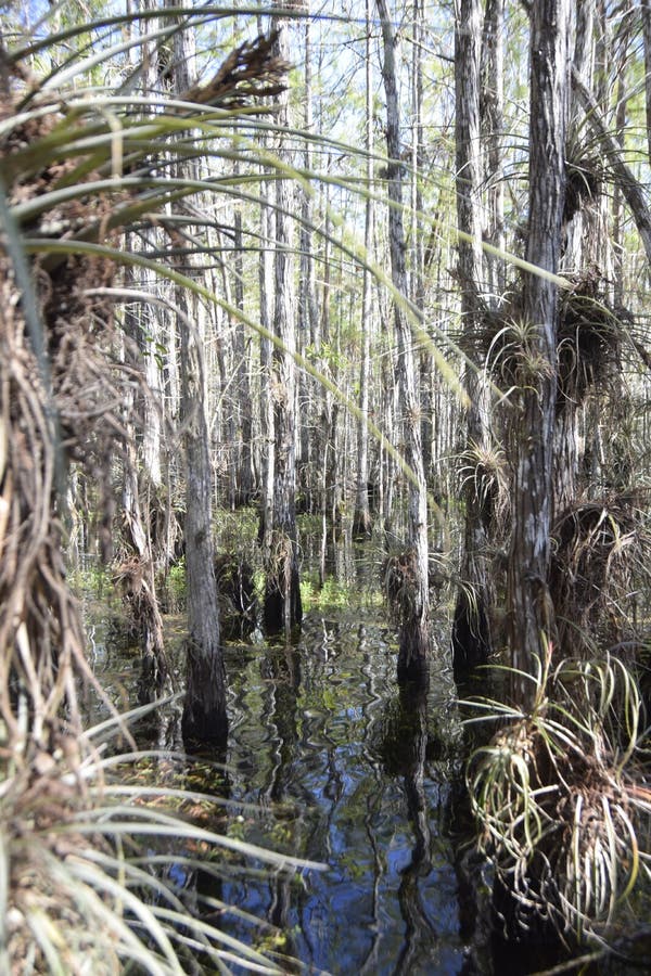 Florida Forest. stock image. Image of everglades, sunset - 107673983