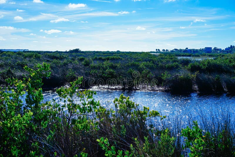 Florida forest and swamp stock photo. Image of gull - 181694964
