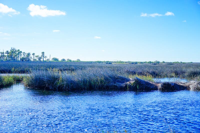 Florida forest and swamp stock photo. Image of hotel - 181694930