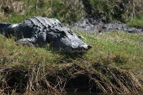 4,378 Florida Gator Stocking Stock Photos - Free & Royalty-Free Stock ...