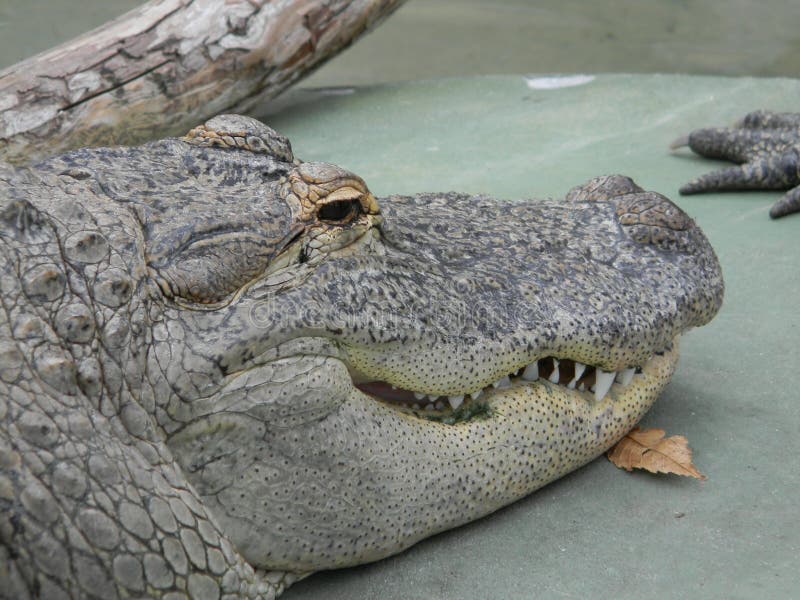 Florida gator stock photo. Image of road, florida, gator - 53765044