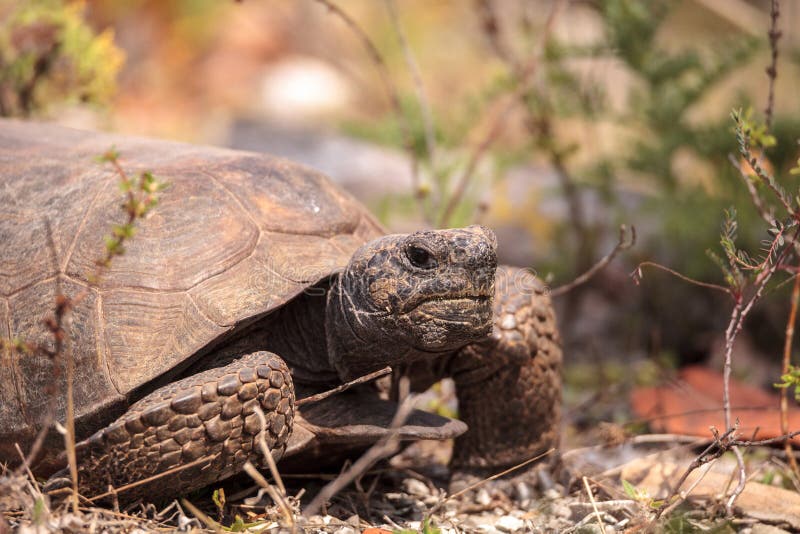 Florida Gopher Tortoise Gopherus Polyphemus Stock Photo - Image of ... Florida Gopher Tortoise Gopherus Polyphemus Stock Photo - Image of ...