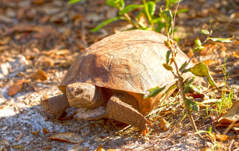 A florida gopher tortoise stock image. Image of gopher - 39642273