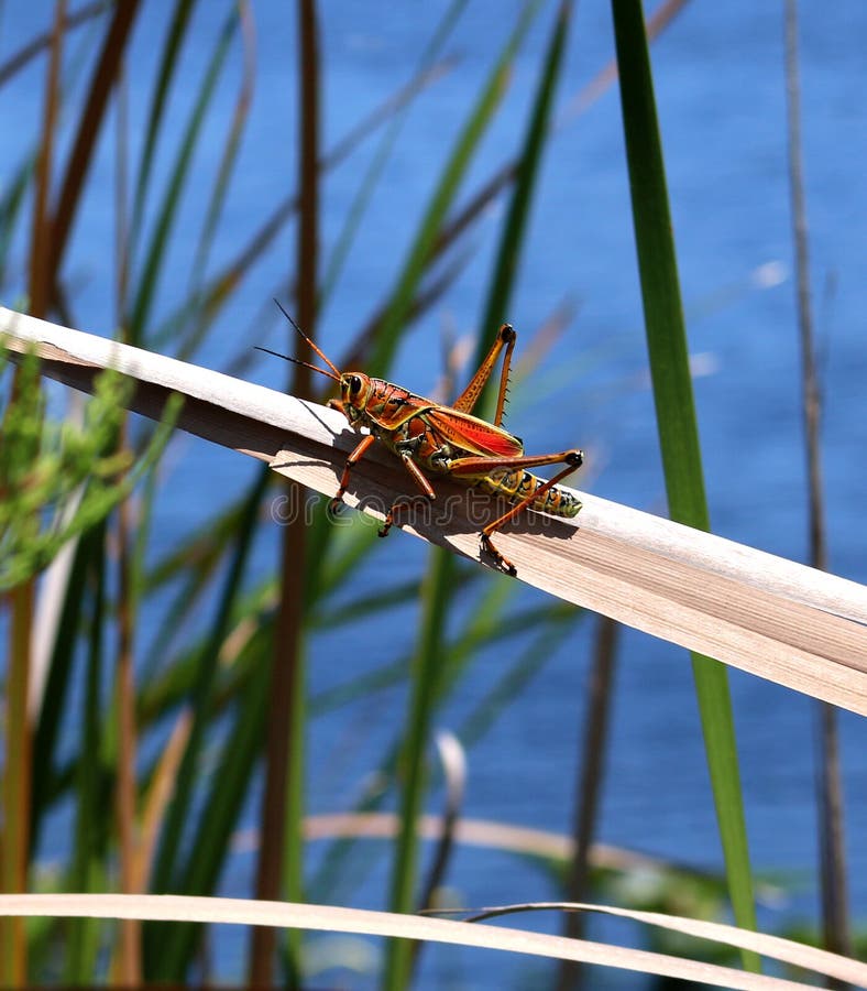Florida Grasshopper stock image. Image of large, invertebrate - 42661669