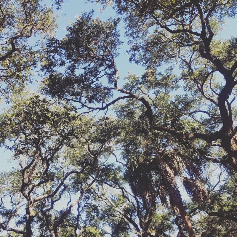 Florida green trees stock photo. Image of green, florida - 175646468