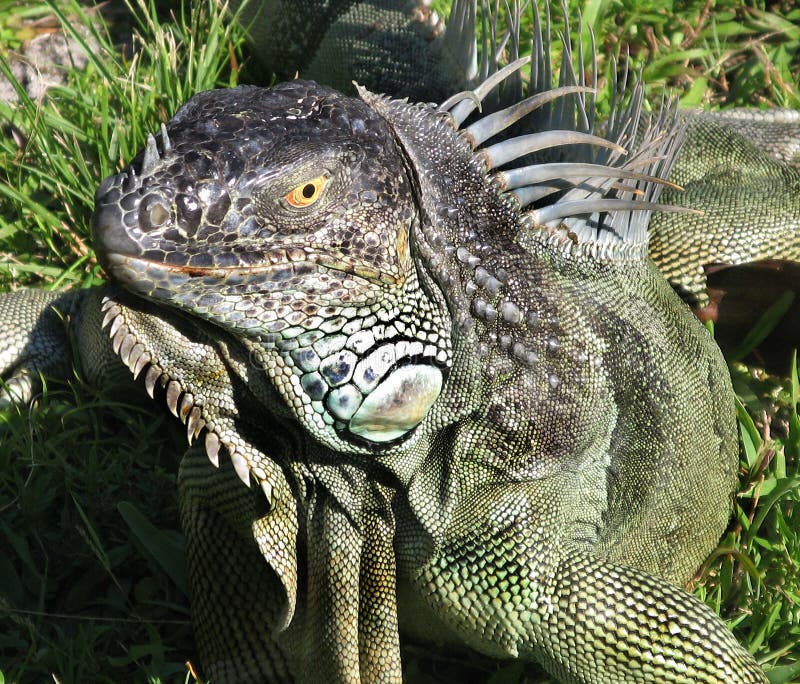 Florida Grey & Green Iguana Stock Photo - Image of close, black: 120269004