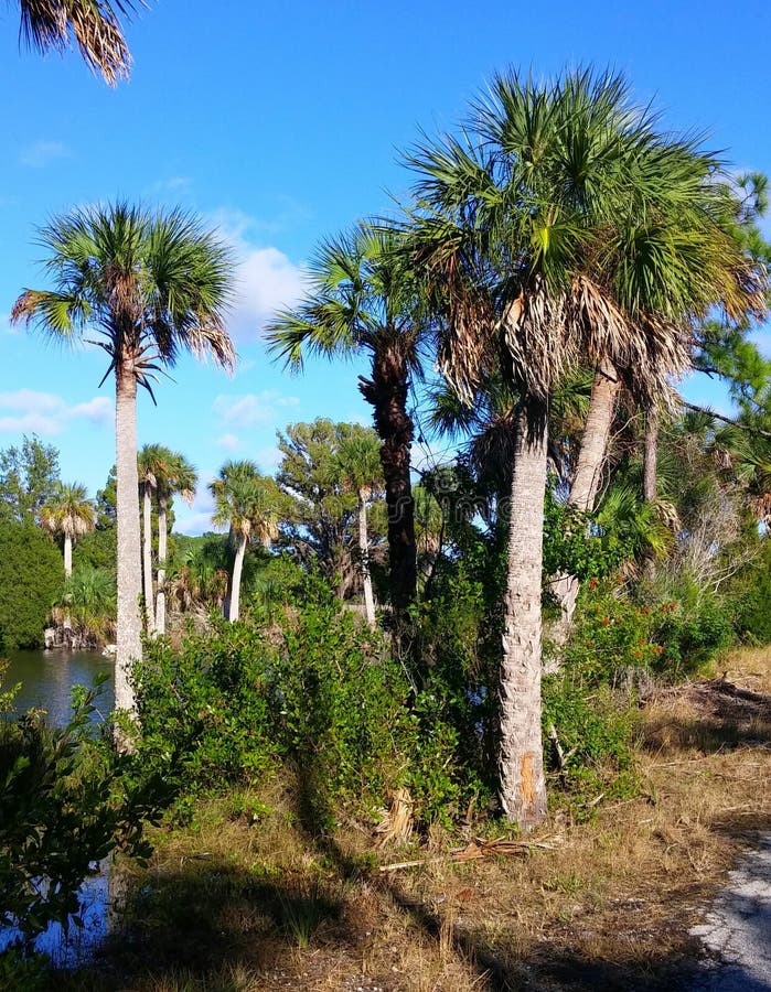Florida Hernando Beach: Tree Stock Image - Image of florida, holiday ...