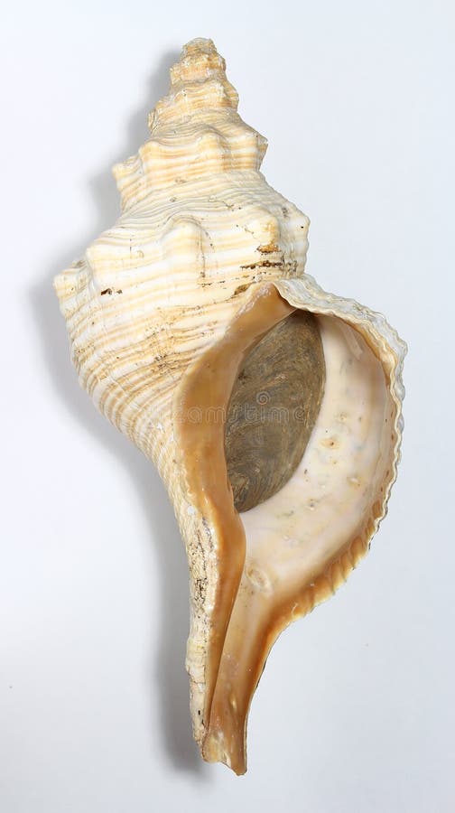 Florida Horse Conch with Operculum Stock Image - Image of seashell ...