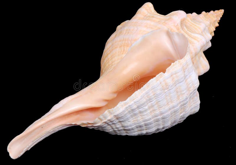Florida Horse Conch Seashell Stock Image - Image of over, still: 18846673