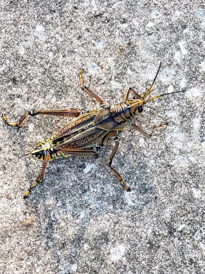 Florida Insect stock image. Image of insect, yellow - 163193247