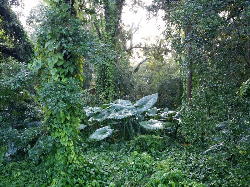 Florida jungle stock photo. Image of tampa, river, hillsborough - 46222114