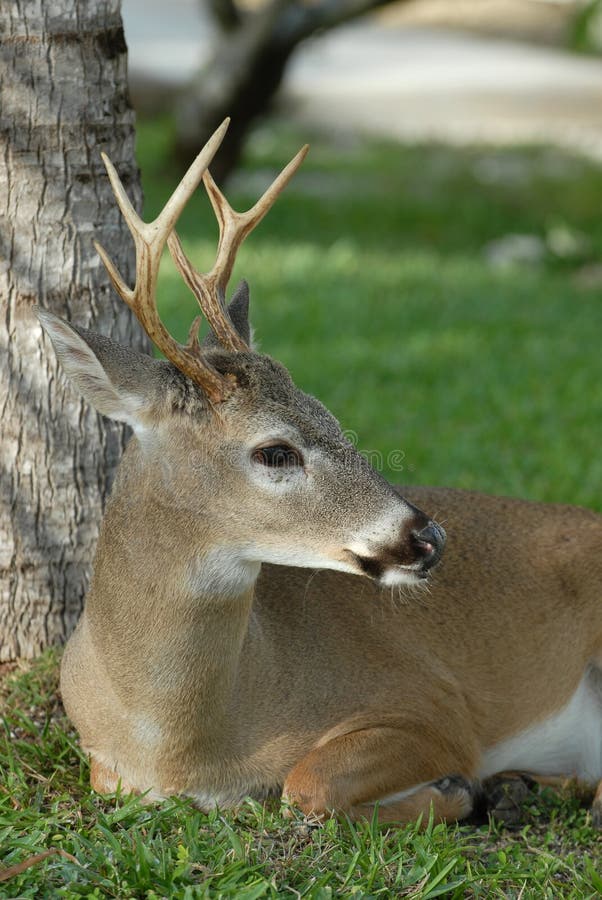 Florida Key Deer stock photo. Image of wildlife, protected - 7820820