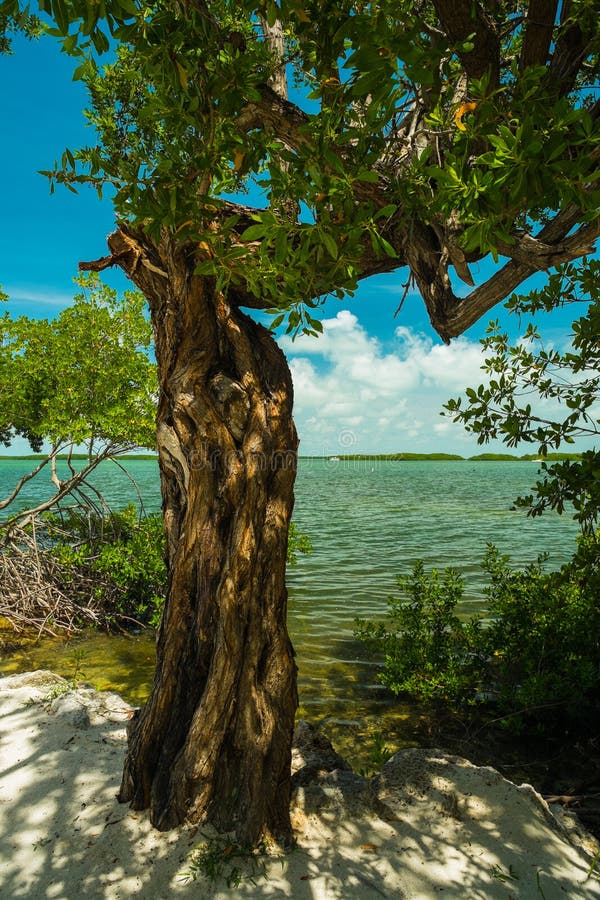 Florida Keys stock photo. Image of pretty, landscape - 32708584