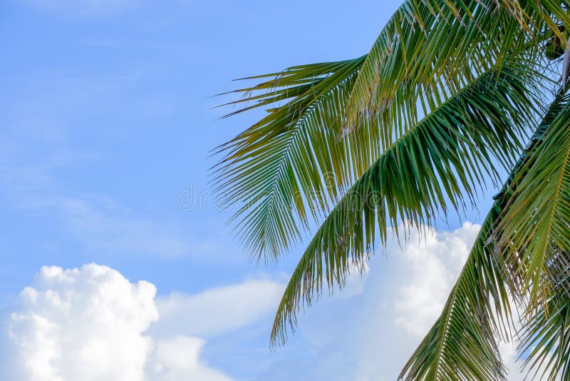 Florida Keys Palm Trees with Large Cumulus Clouds in the Background Sky ...