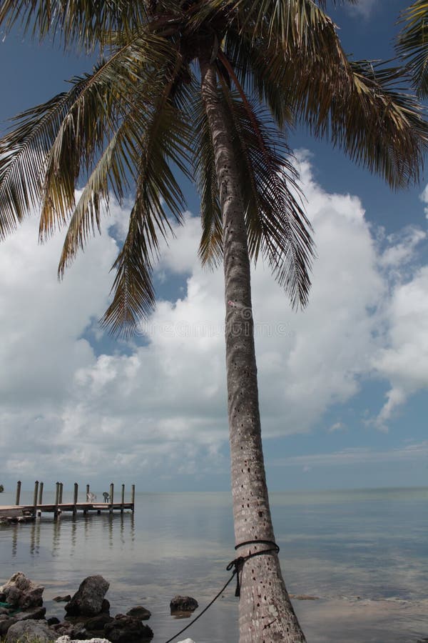 Florida Keys Palms and Bay 4 Stock Image - Image of keys, clouds: 95139083