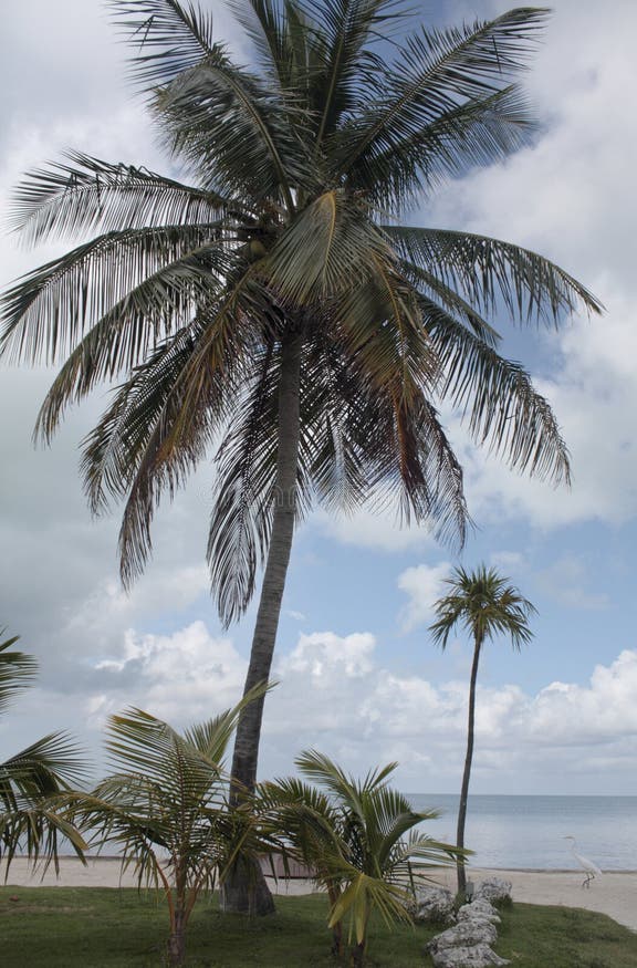 Florida Keys Palms and Dock 2 Stock Image - Image of palms, keys: 95137757