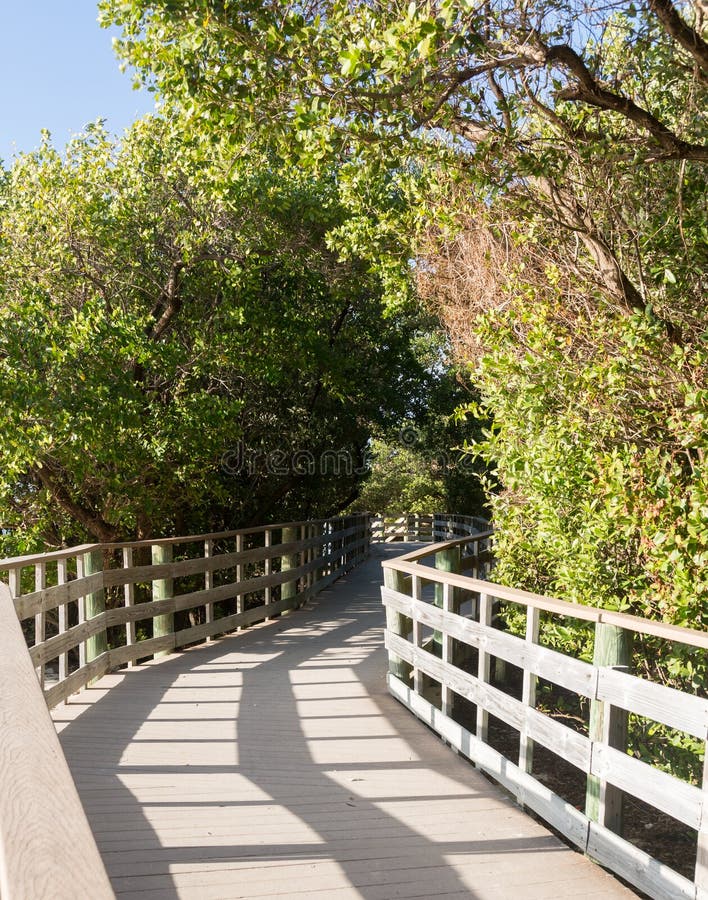 Raised Walkway through Forest in NSW Stock Image - Image of nature ...