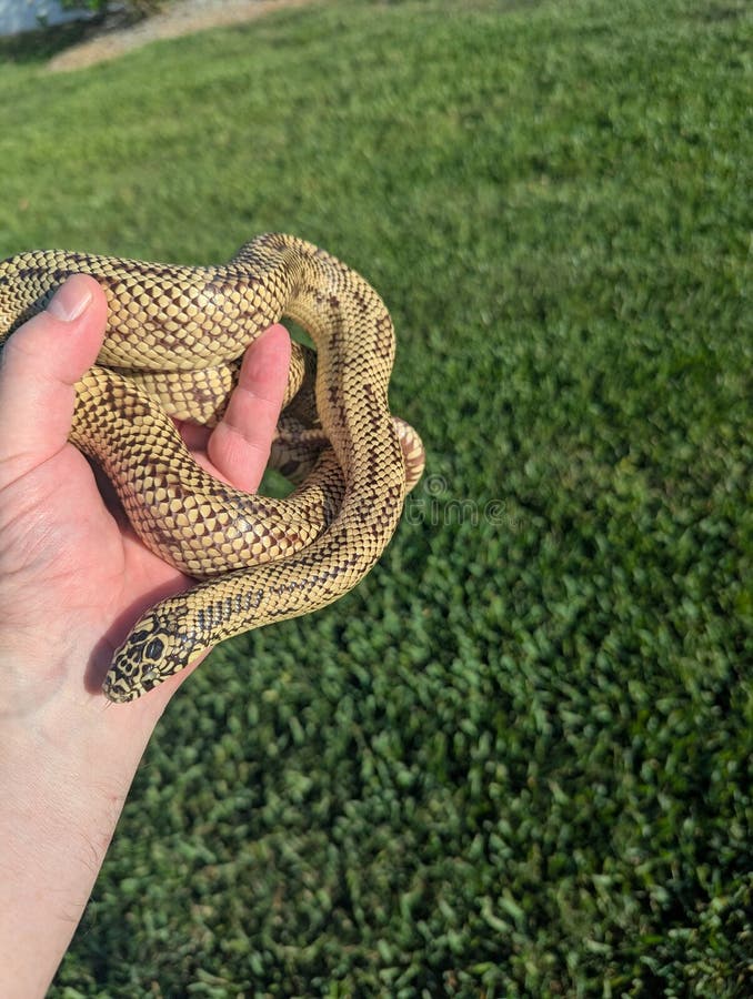 Florida King Snake Reptile Scales Stock Photos - Free & Royalty-Free ...