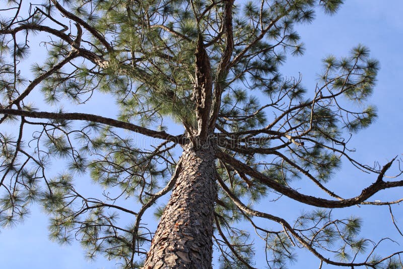 Looking Up at a Pine Tree Standing Still in the Forest of Florida with ...