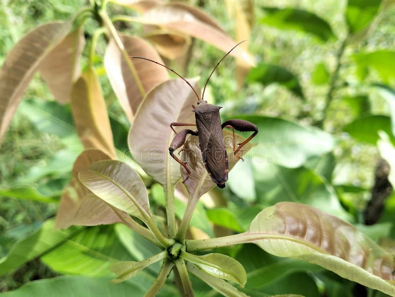 The Florida Leaf-footed Bug Stock Photo - Image of arthropod, plant ...