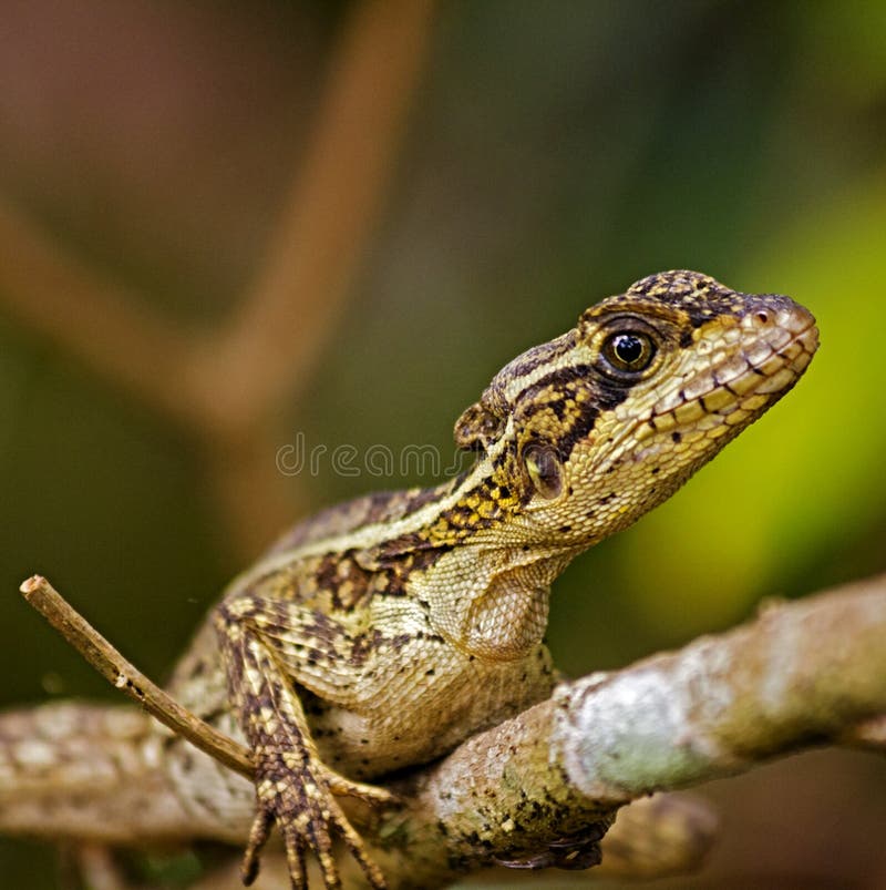 Brown Basilisk Looking at the Camera Stock Photo - Image of colorful ...