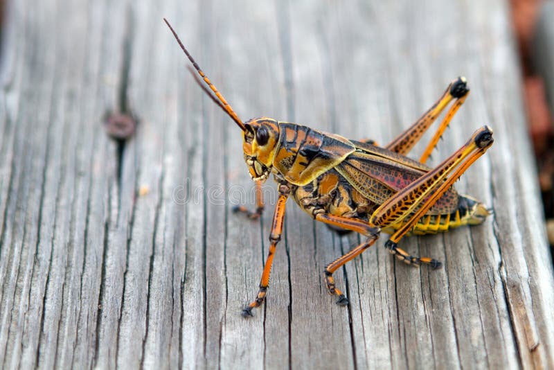 Florida Lubber Grasshopper stock image. Image of florida - 17667695