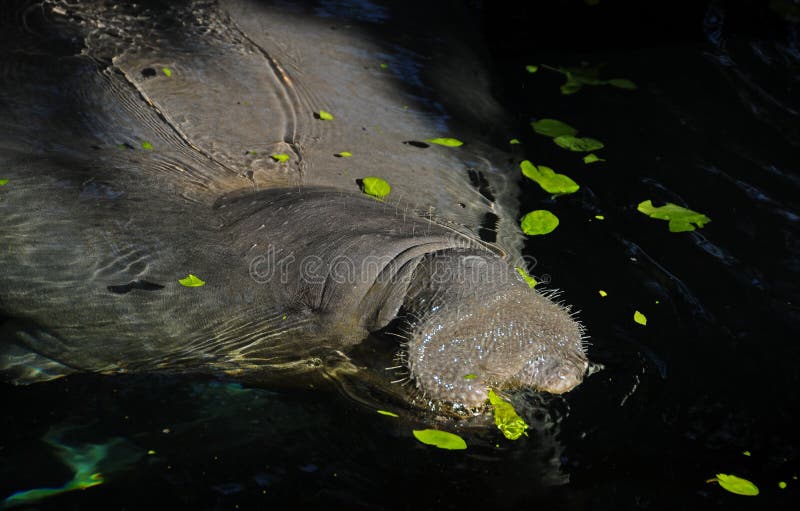 Manatee eating stock image. Image of eating, life, fish - 7195029