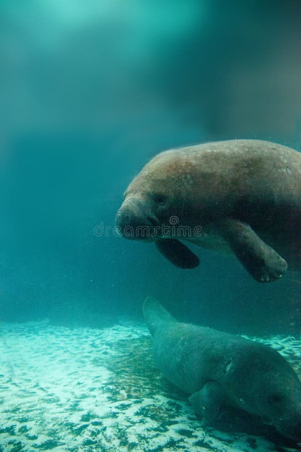 Florida Manatee Also Called the West Indian Manatee or Sea Cow Stock ... Florida Manatee Also Called the West Indian Manatee or Sea Cow Stock ...