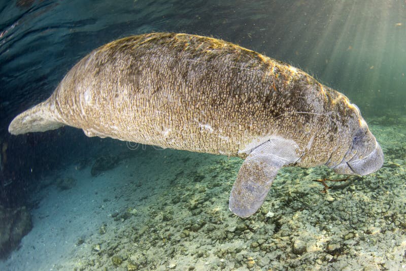 Florida Manatee Close Up Portrait Stock Image - Image of manatee ...