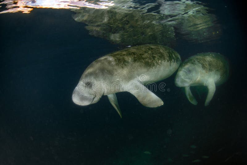 Florida Manatee Close Up Portrait Stock Image - Image of manatees ...