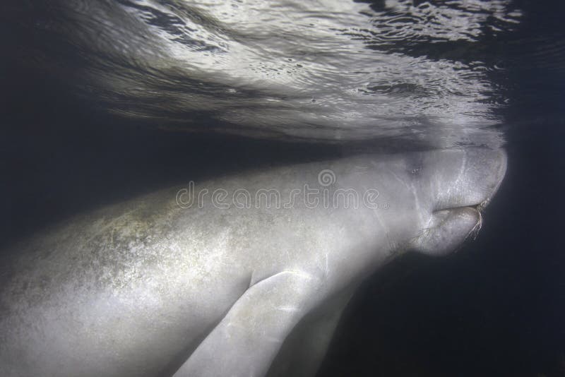 Manatee Surfacing - Homosassa Springs Stock Photo - Image of plants ...