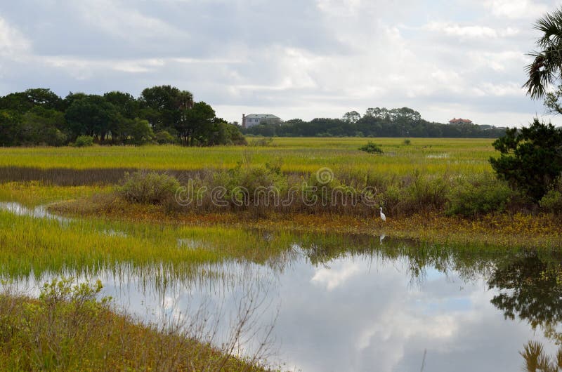 Florida marsh land stock photo. Image of scenery, fields - 38437616
