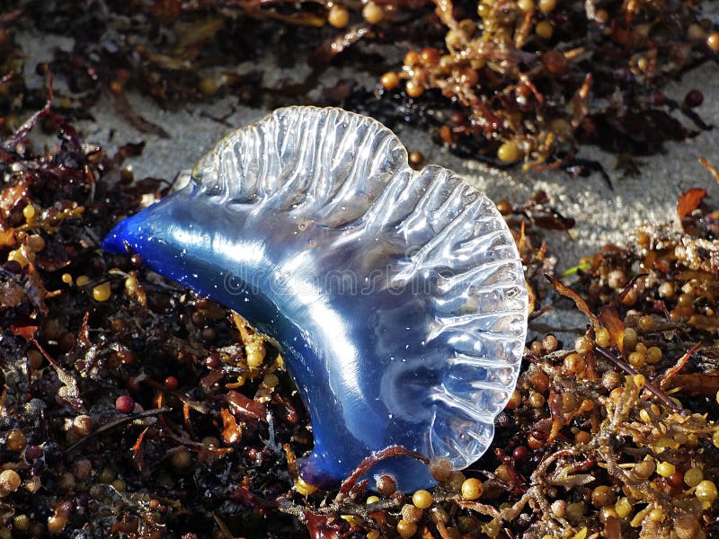 Florida Miami Beach, Physalia Physalis Stock Photo - Image of jellyfish ...