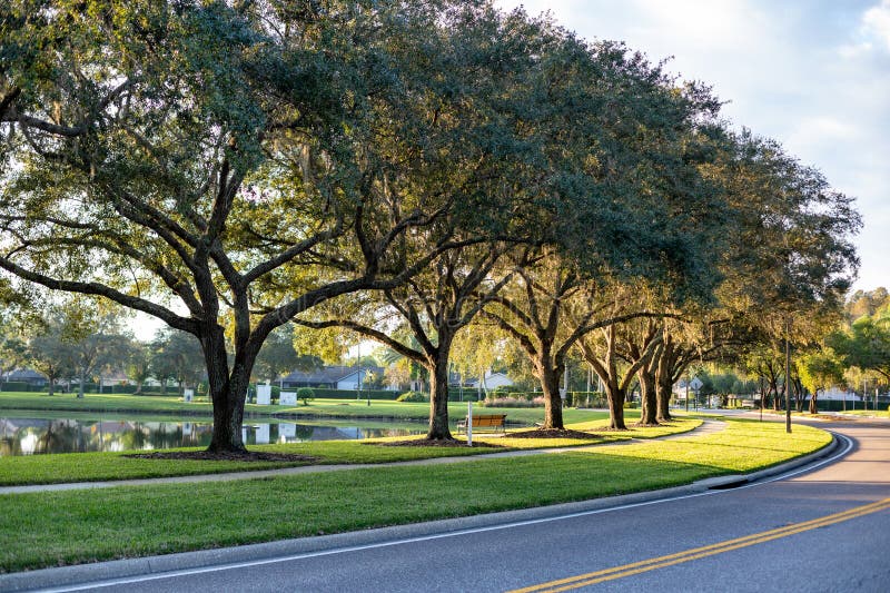 Florida morning... stock photo. Image of plant, neighbourhood - 288906382