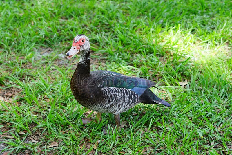 1,005 Florida Muscovy Duck Stock Photos - Free & Royalty-Free Stock ...
